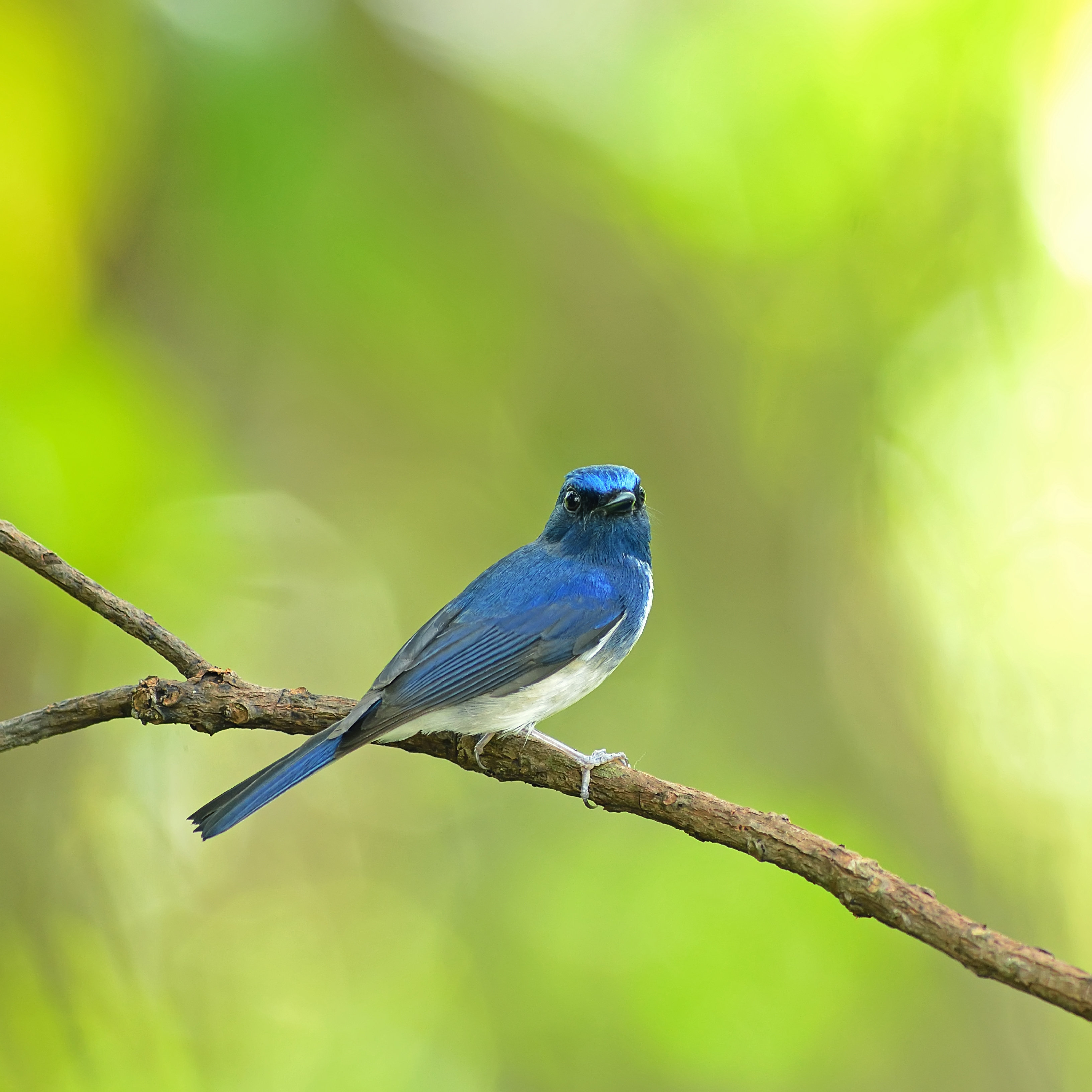 Ebern Designs Hainan Blue Flycatcher by Panda3800 - Wrapped Canvas Photograph | Wayfair